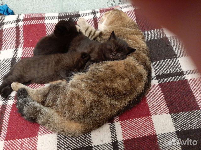 Кошки котята британские