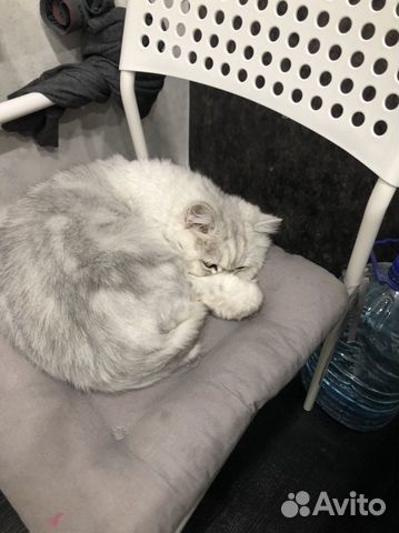 Кошка в дар