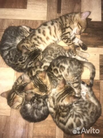 Бенгальские котята