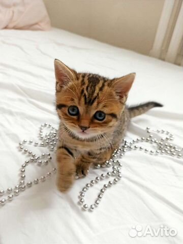 Кошки котята британские