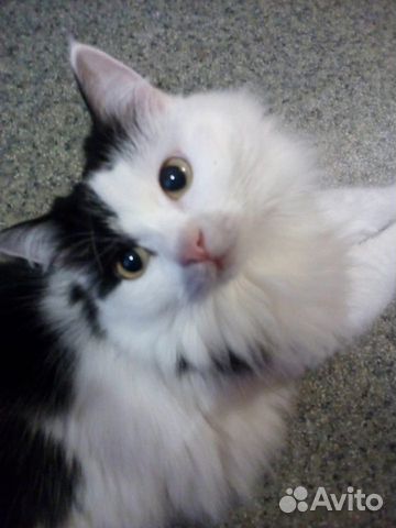 Симочка в добрые руки