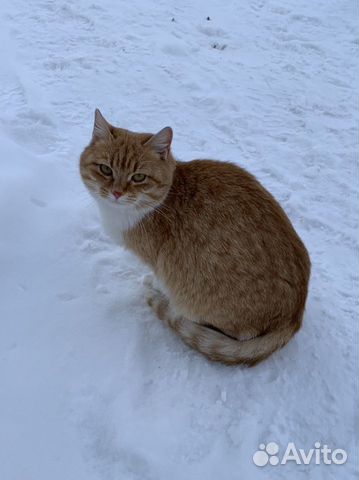 Кошка