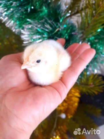 Цыплята бройлеры суточные и подрощенные Сассо белы