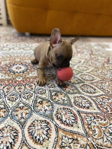 Французский бульдог