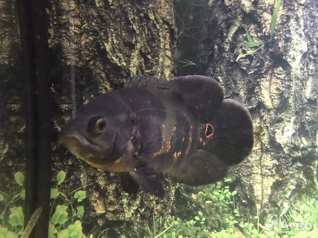 Астронотус и Цихлозама бирюзовая