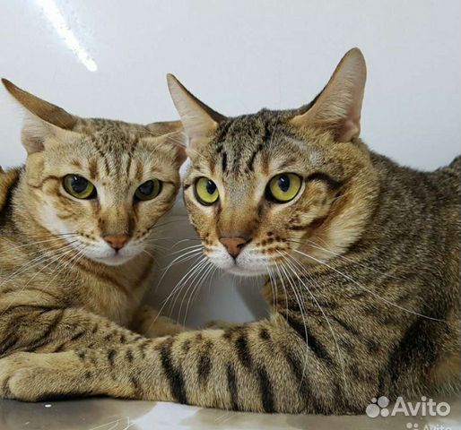 Саванны кот и кошка
