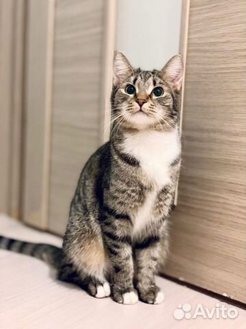 Ласковая и вежливая кошечка