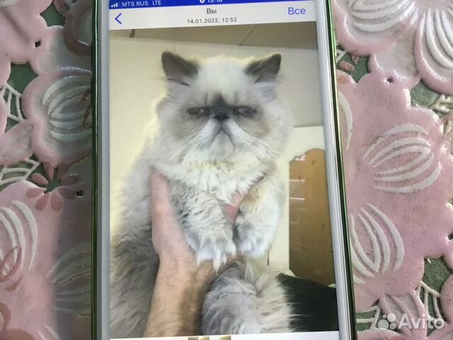 Персидский котёнок