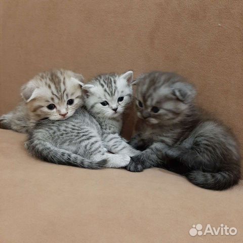Шотландские котята