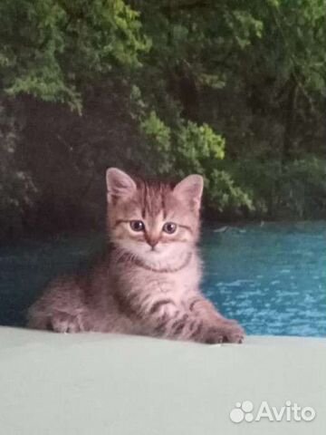 Котёнок британский