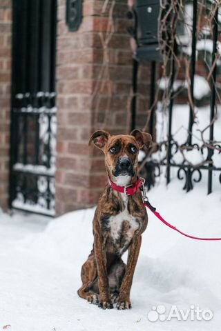 Метис боксёра девочка в добрые руки