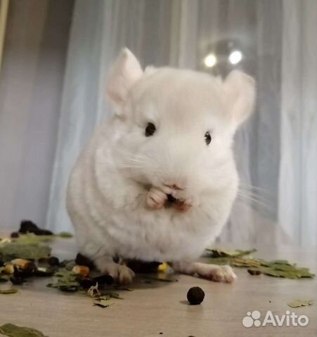 Шиншилла из домашнего питомника