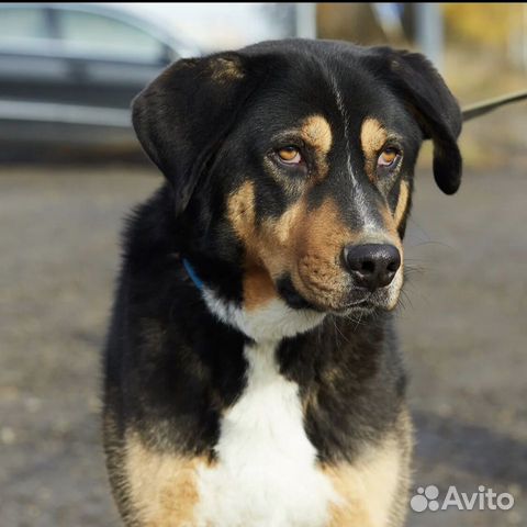 Шикарный Барри ищет Дом