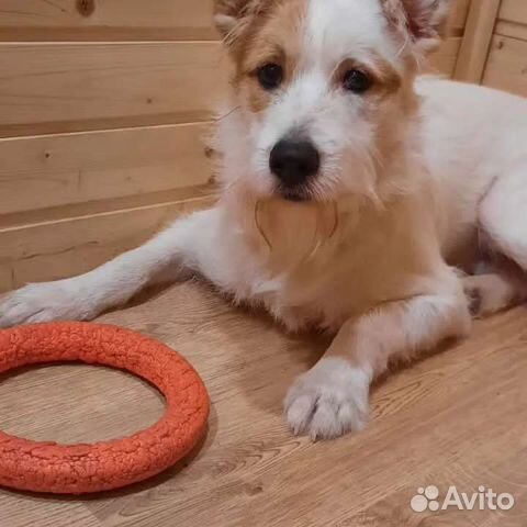 Гоша ищет дом