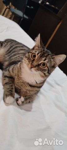 Кошка