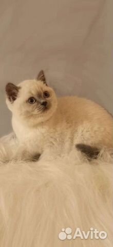 Британский котенок WCF