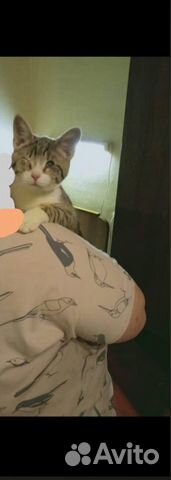 Котята ищут дом