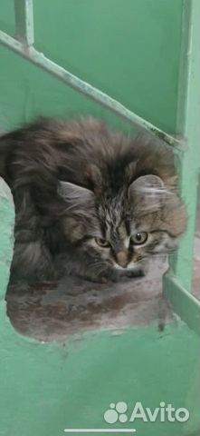 Кошки