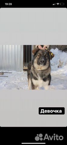 В добрые руки щенок подросток