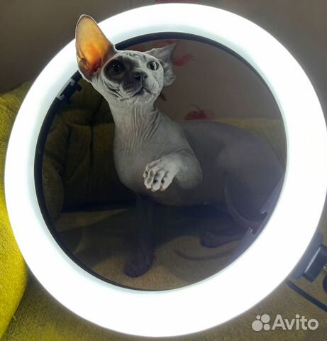 Канадский сфинкс девочка