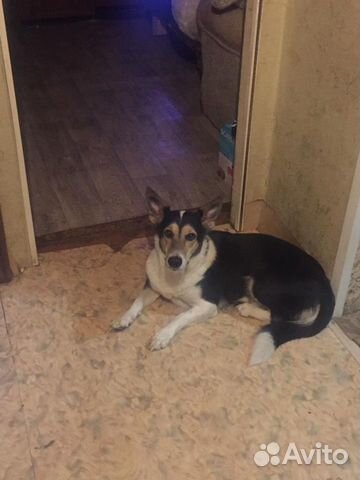 Собаки молодые
