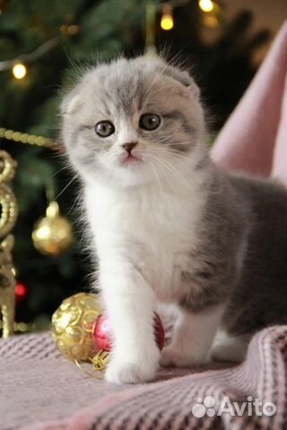 Шотландские котята
