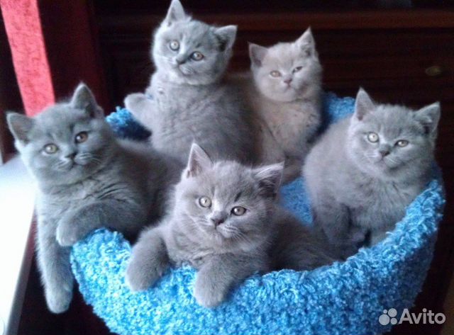 Прелесть котята