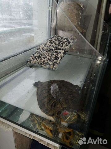 Продам красноухую черепаху с террариумом