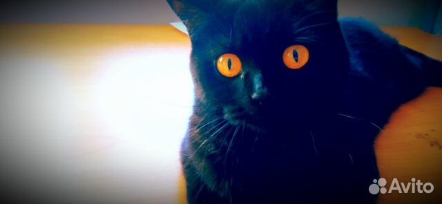 Кошка вязка
