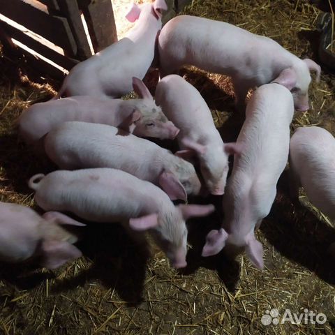 Поросята