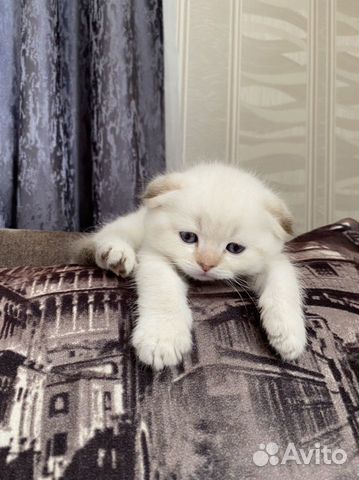 Шотландская