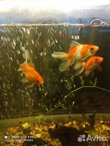 Золотая рыбка