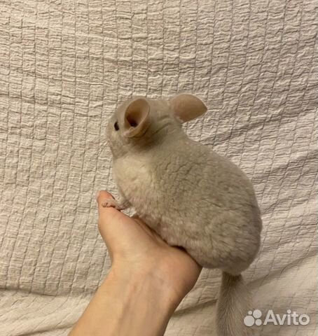 Шиншилла 2 мес мальчик
