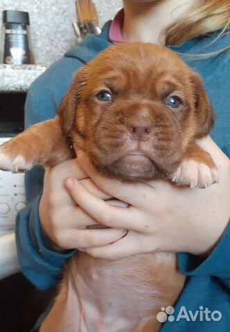 Бордоский дог