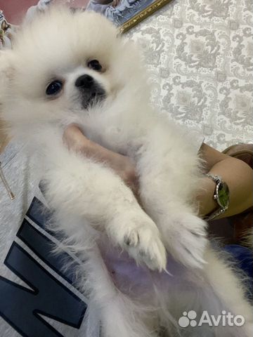Микро белый померанский шпиц РКФ