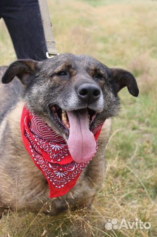 Дуня-собачка породы друг ищет семью