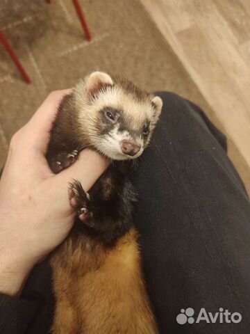 Хорек с клеткой