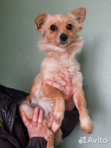 Маленькая Тосенька в добрые руки