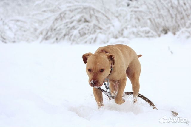 Гана в добрые руки