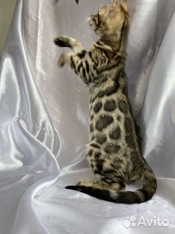 Бенгальские котята