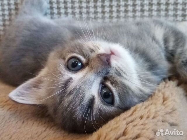 Шотландские мраморные котята