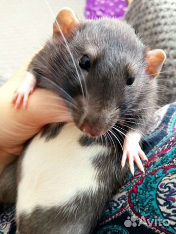 Декоративная крыса