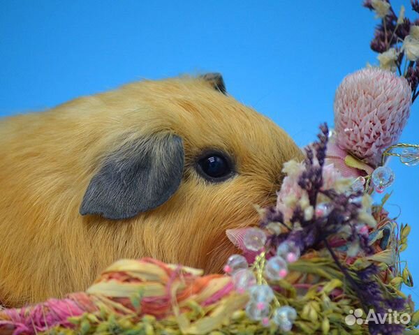 Малыш мальчик морской свинки калифорния