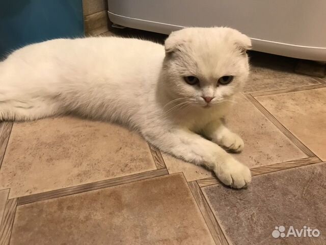 Найдена кошка, район энерготехникума
