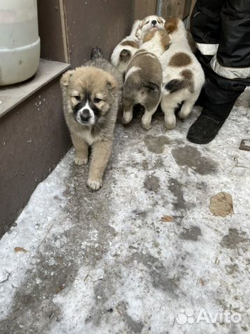 Продажа щенков алабая