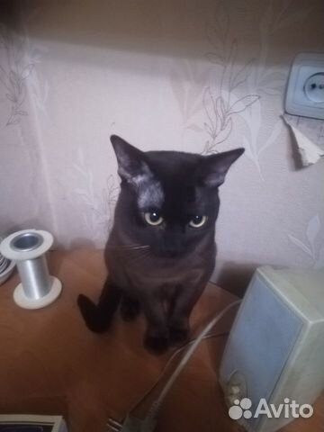 Кот бурманской породы