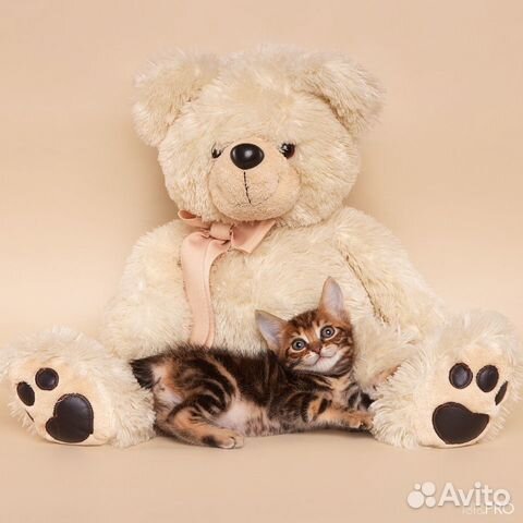 Котята. Курильский бобтейл. Питомник