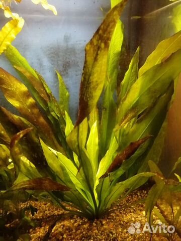 Эхинодорус,апоногетон,людвигия,сальвиния,лимнобиум