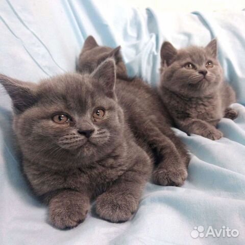 Британские котята