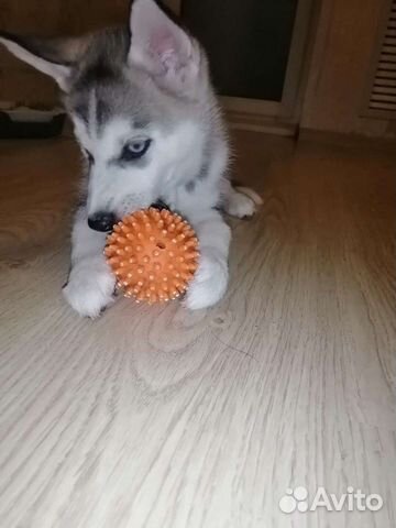 Щенок сибирской хаски